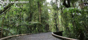 Things to Do - Kerikeri Vistor Guide